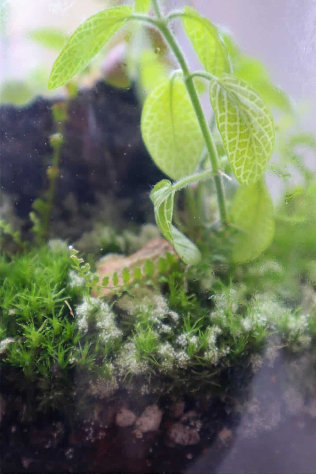The Complete Terrarium Care Guide (Avoid These 7 Mistakes)