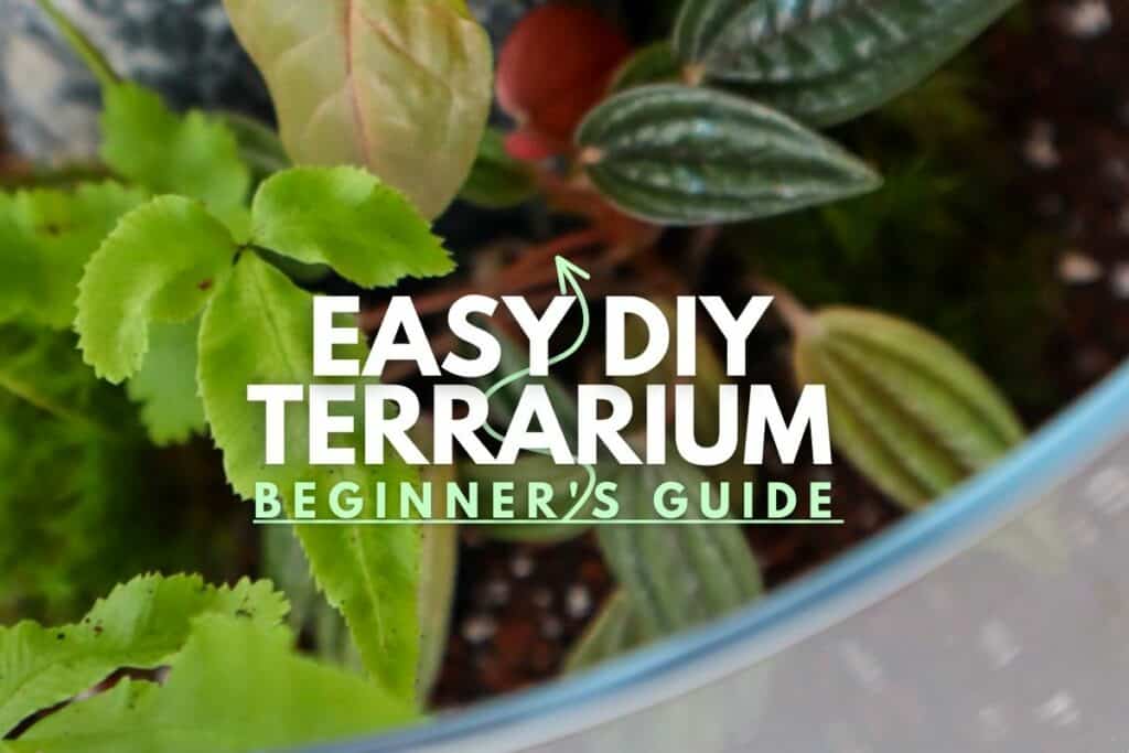 How to Make a Terrarium - A Beginner’s Guide (Step-By-Step)