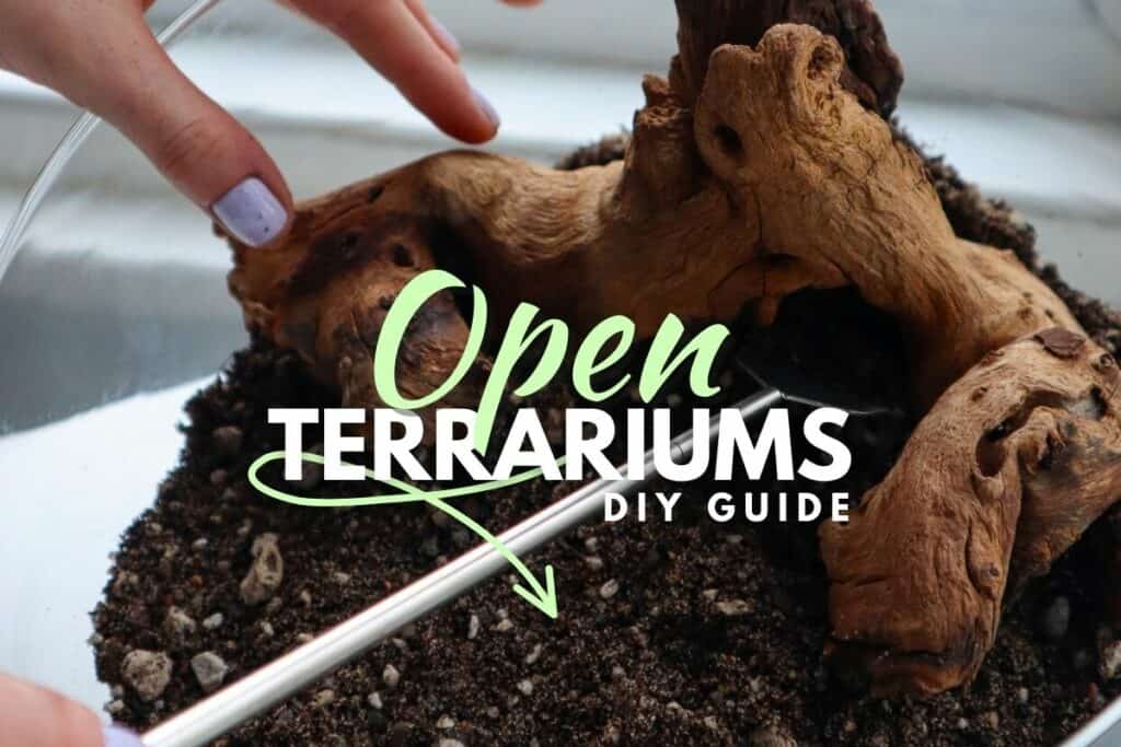 How to Make an Open Terrarium (Best Plants + Fun Ideas) - Terrarium Tribe