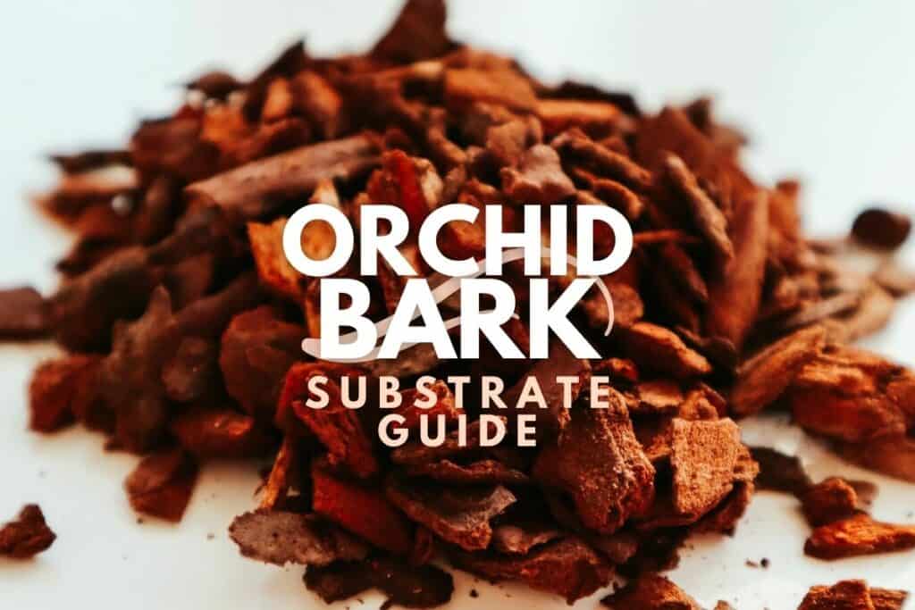 What Is Orchid Bark (Fir Bark)? Substrate & Mixes Explained