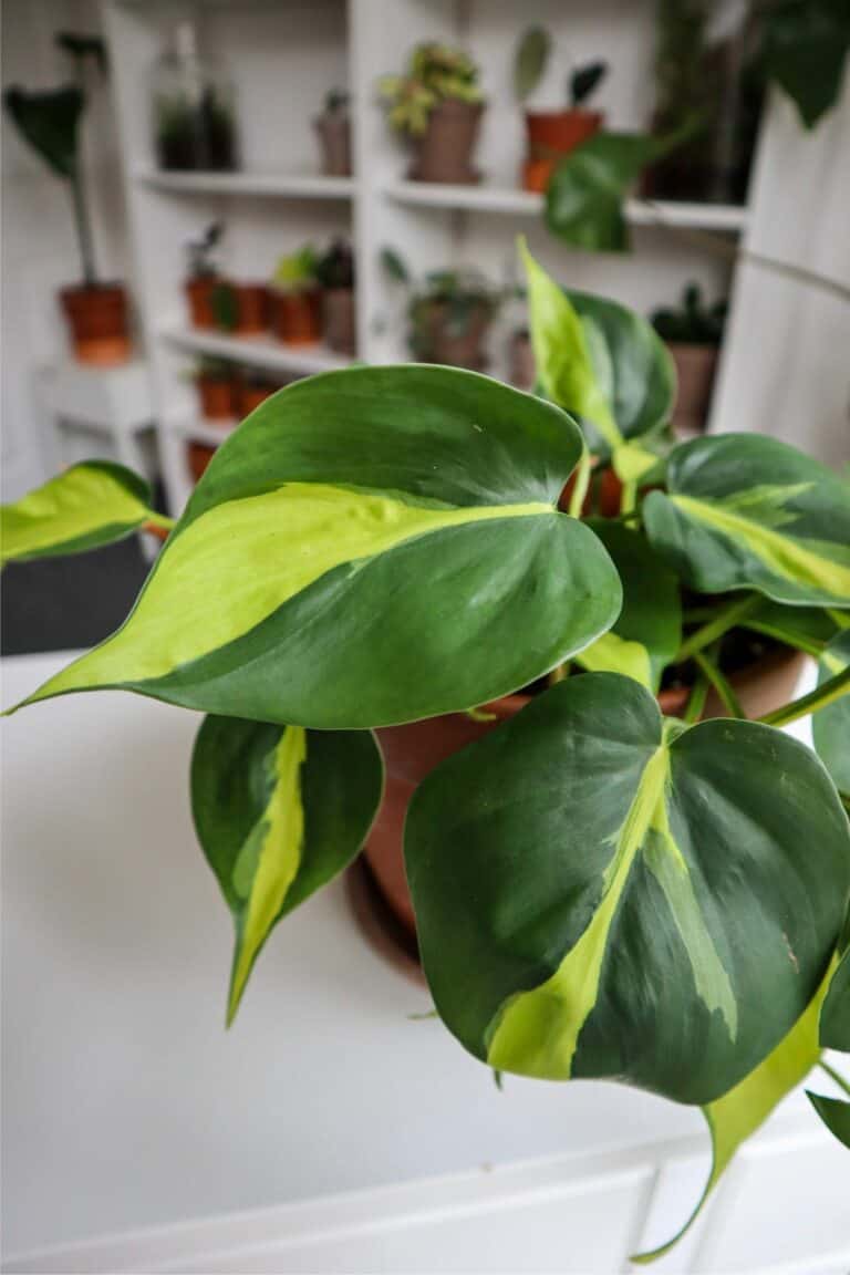 10 Low Light Terrarium Plants (That’ll Thrive in the Shade!)