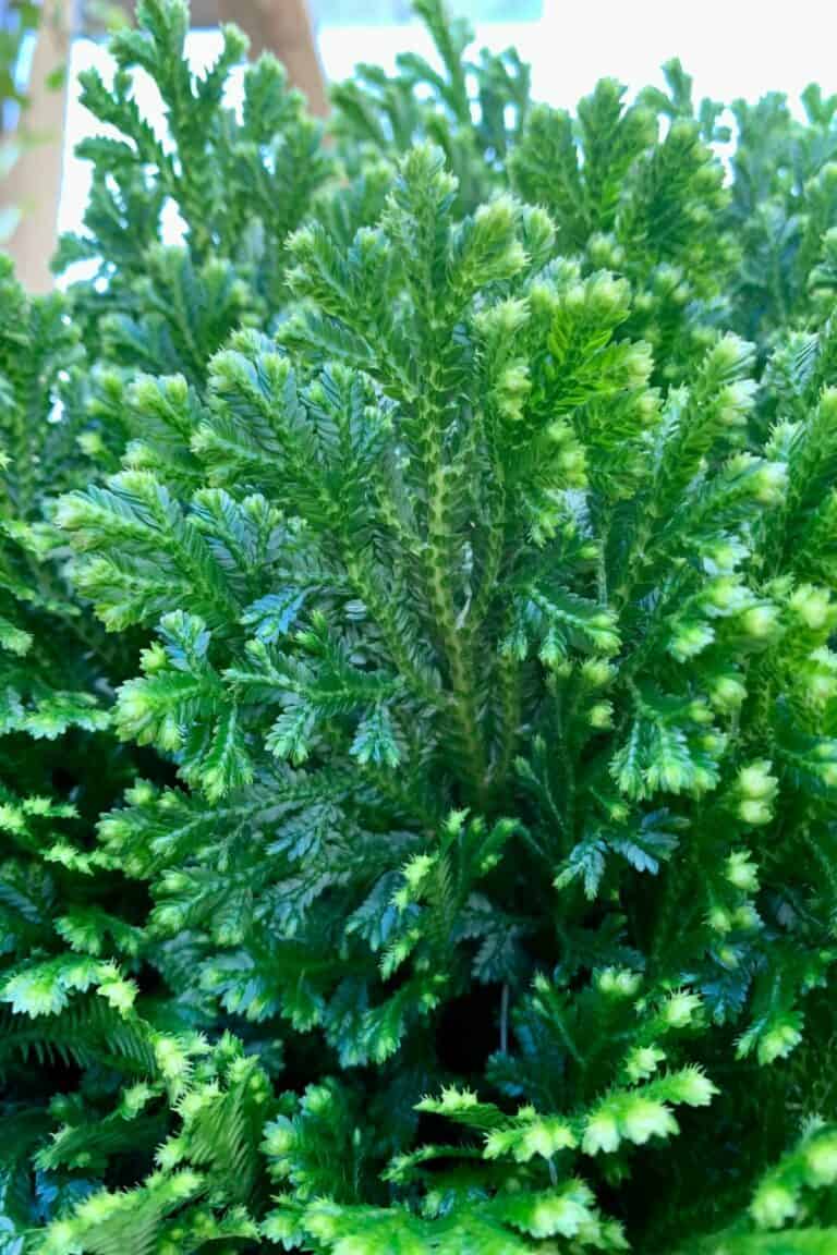 10 Low Light Terrarium Plants (That’ll Thrive in the Shade!)