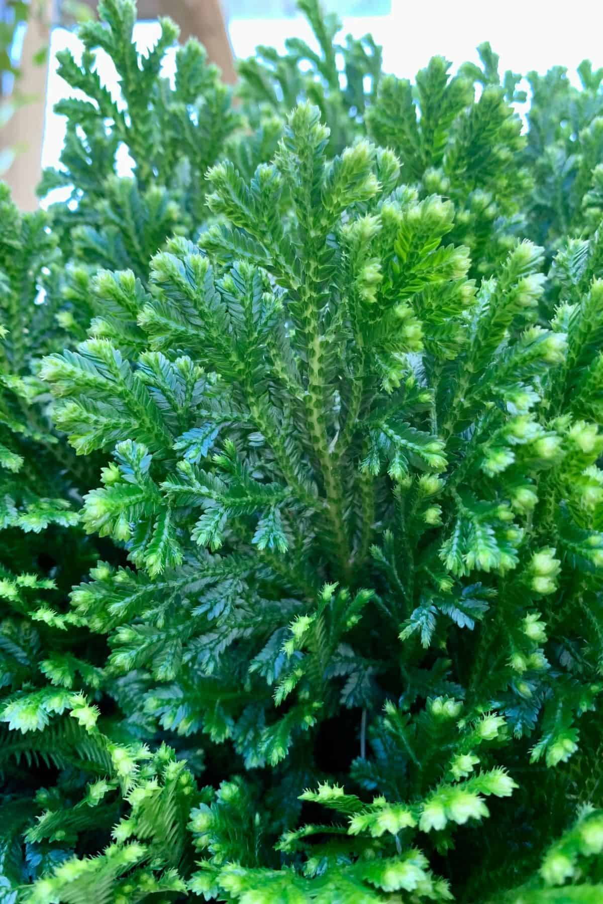 10 Low Light Terrarium Plants (That’ll Thrive in the Shade!)