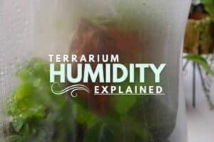 How to Increase Humidity in a Terrarium (5 Easy Ways)