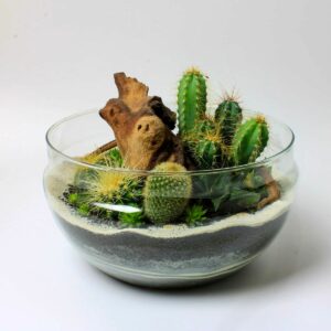 How to Make a Cactus Terrarium – The Prickly Details - Terrarium Tribe