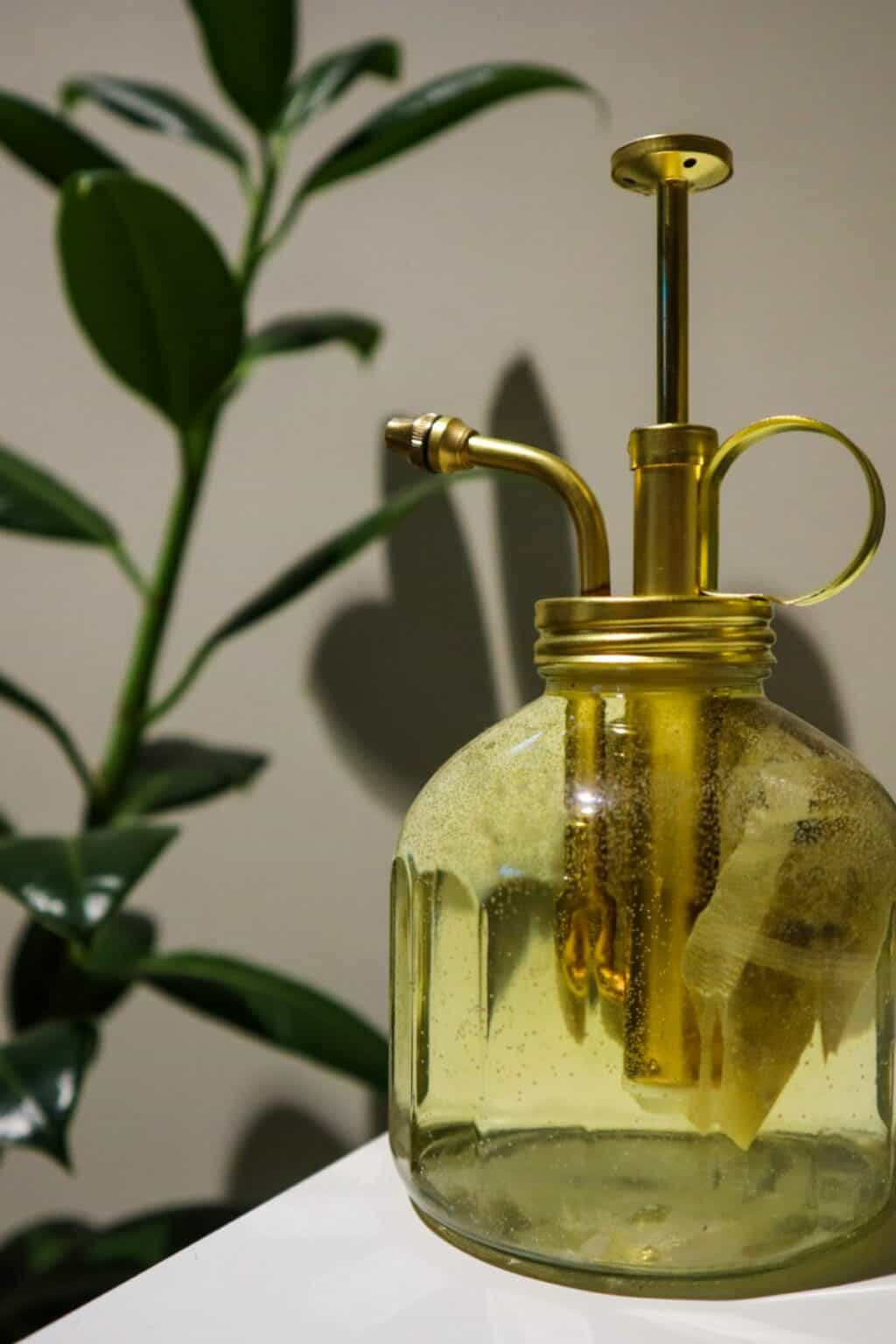 How to Fix Mold in Terrariums (7 Easy Tips & Tricks) - Terrarium Tribe