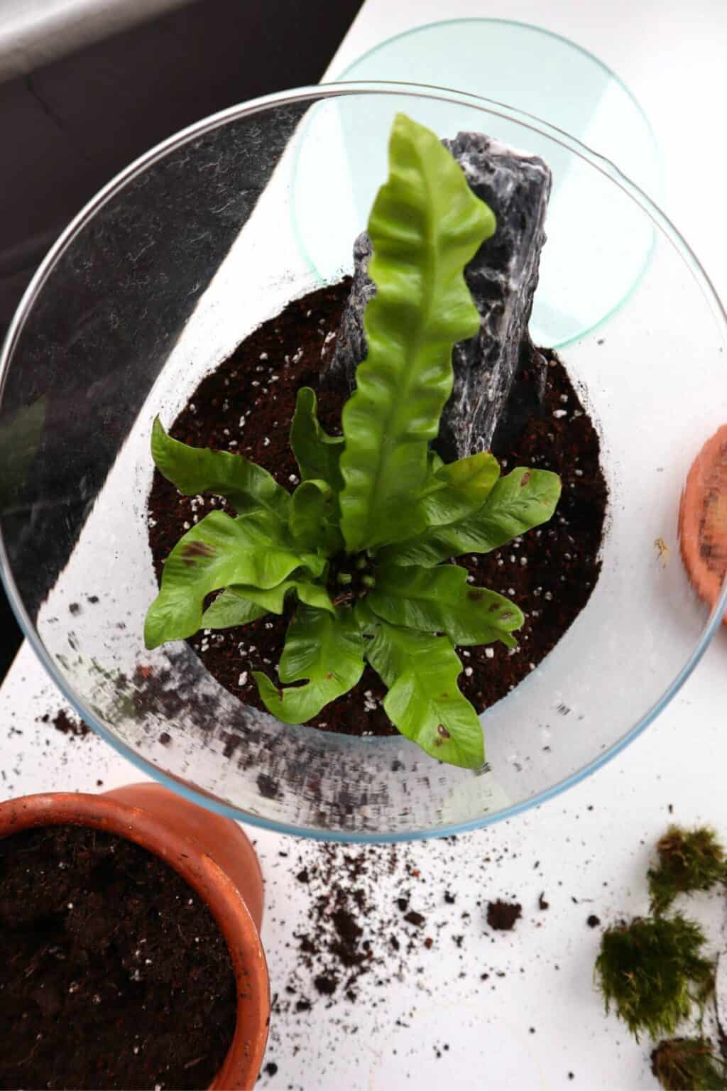 10 Low Light Terrarium Plants (That’ll Thrive in the Shade!)