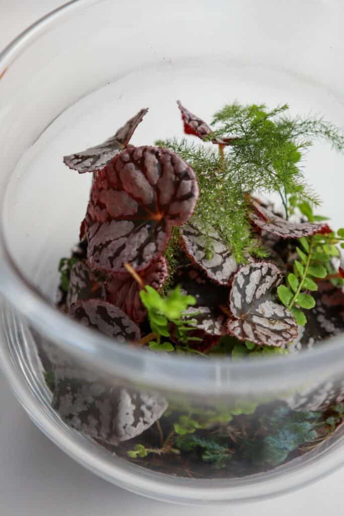 The Definitive Guide to Closed Terrarium Plants (50+ Types)