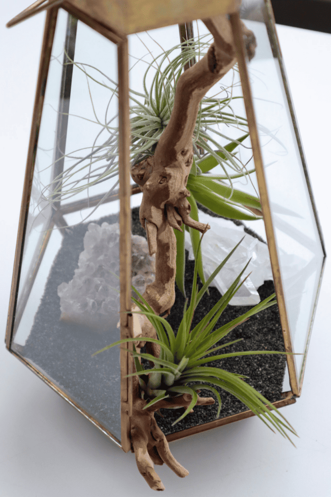 Types of Terrarium: Which is Best for You? (+ Examples) - Terrarium Tribe