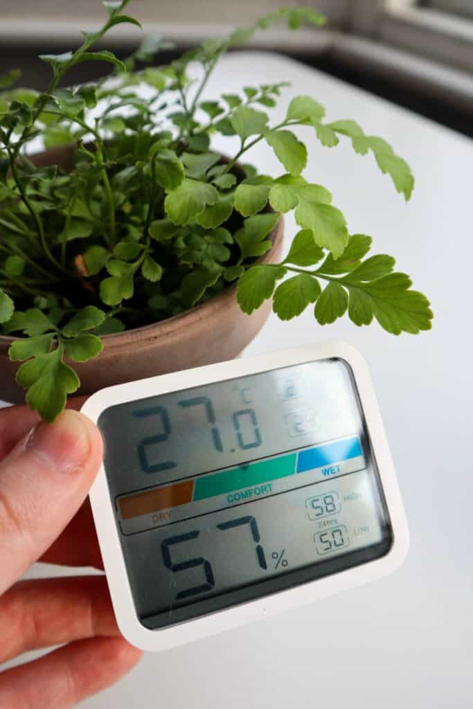 How to Increase Humidity in a Terrarium (5 Easy Ways)