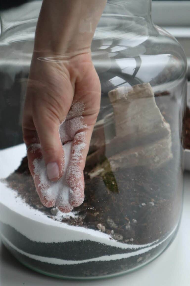 Terrarium Layers: A Step-By-Step Guide to Building Success