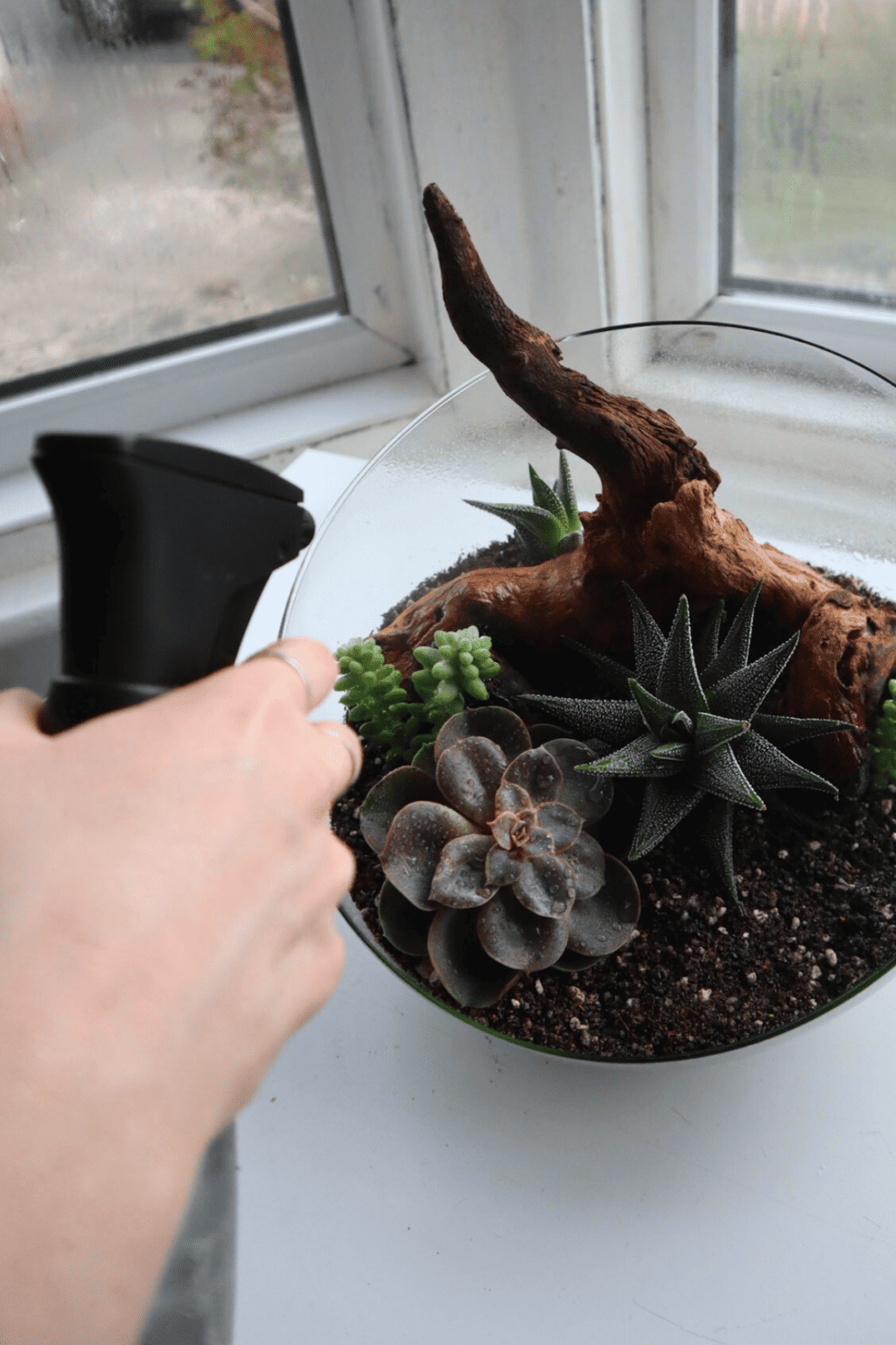 How to Make an Open Terrarium (Best Plants + Fun Ideas) - Terrarium Tribe