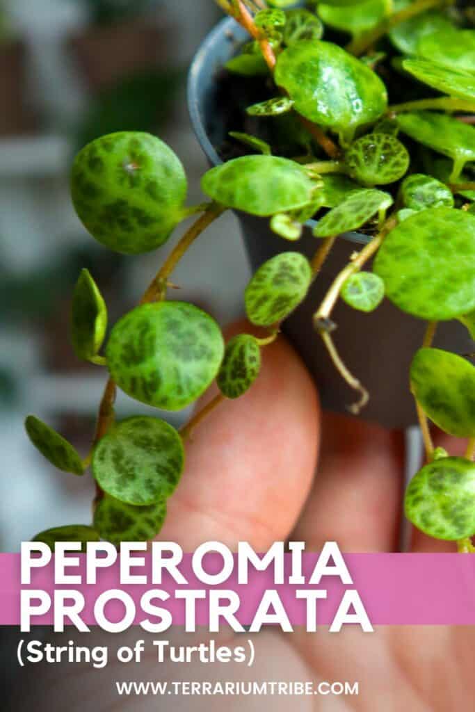 Peperomia prostrata: How to Grow the String of Turtles - Terrarium Tribe