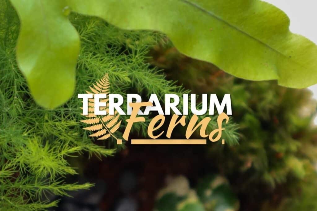 Fantastic Terrarium Ferns (and Where to Find Them) - Terrarium Tribe
