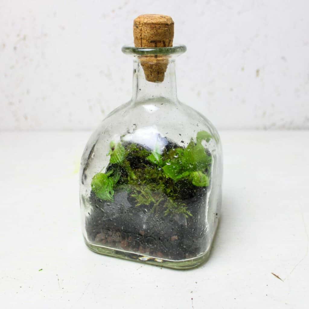 How to Make a Mini Terrarium: 5 Tiny Terrariums to Try Today
