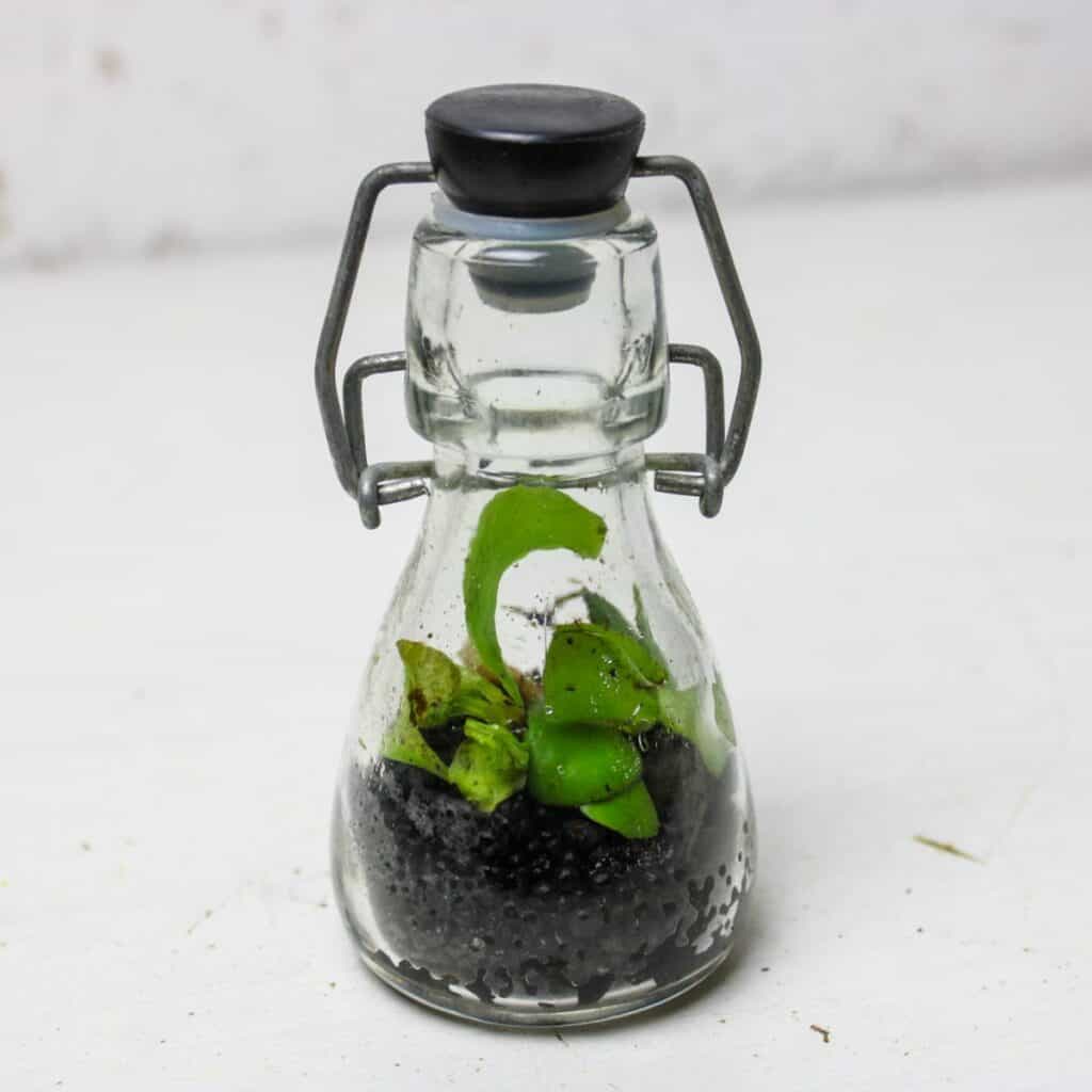 How to Make a Mini Terrarium: 5 Tiny Terrariums to Try Today