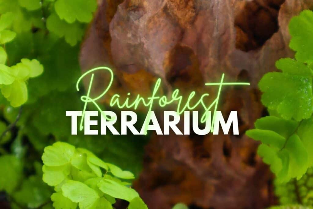 Jungle Magic: How to Make a Captivating Rainforest Terrarium