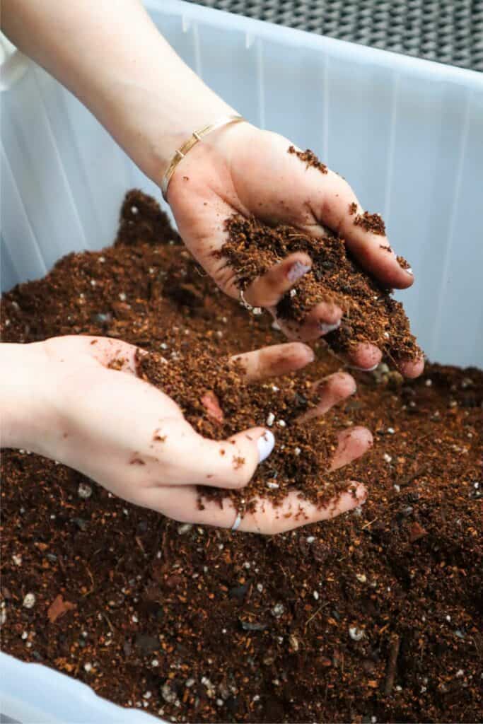 Jungle Magic: How to Make a Captivating Rainforest Terrarium