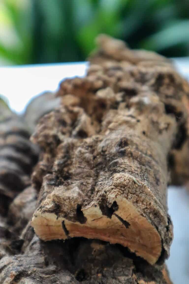 The Complete Cork Bark Guide (Bioactive + Hardscape)