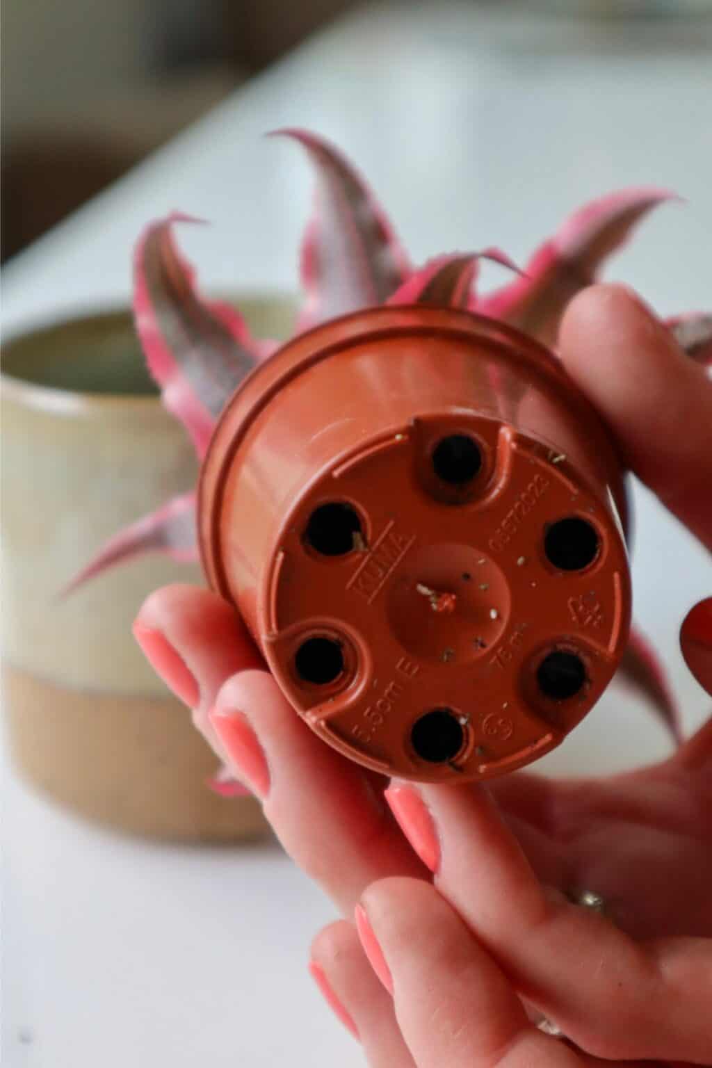 Cryptanthus bivittatus: A Shining 'Earth Star' Care Guide