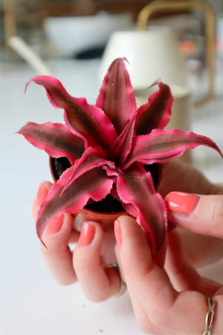 Cryptanthus bivittatus: A Shining 'Earth Star' Care Guide