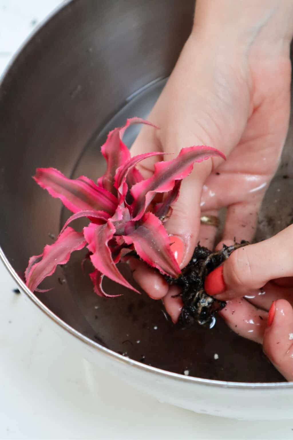 Cryptanthus bivittatus: A Shining 'Earth Star' Care Guide