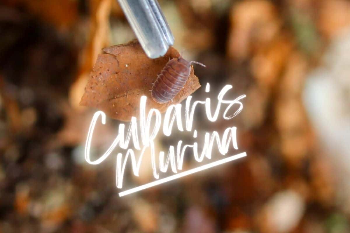 The Complete Cubaris murina (Little Sea Isopod) Care Guide