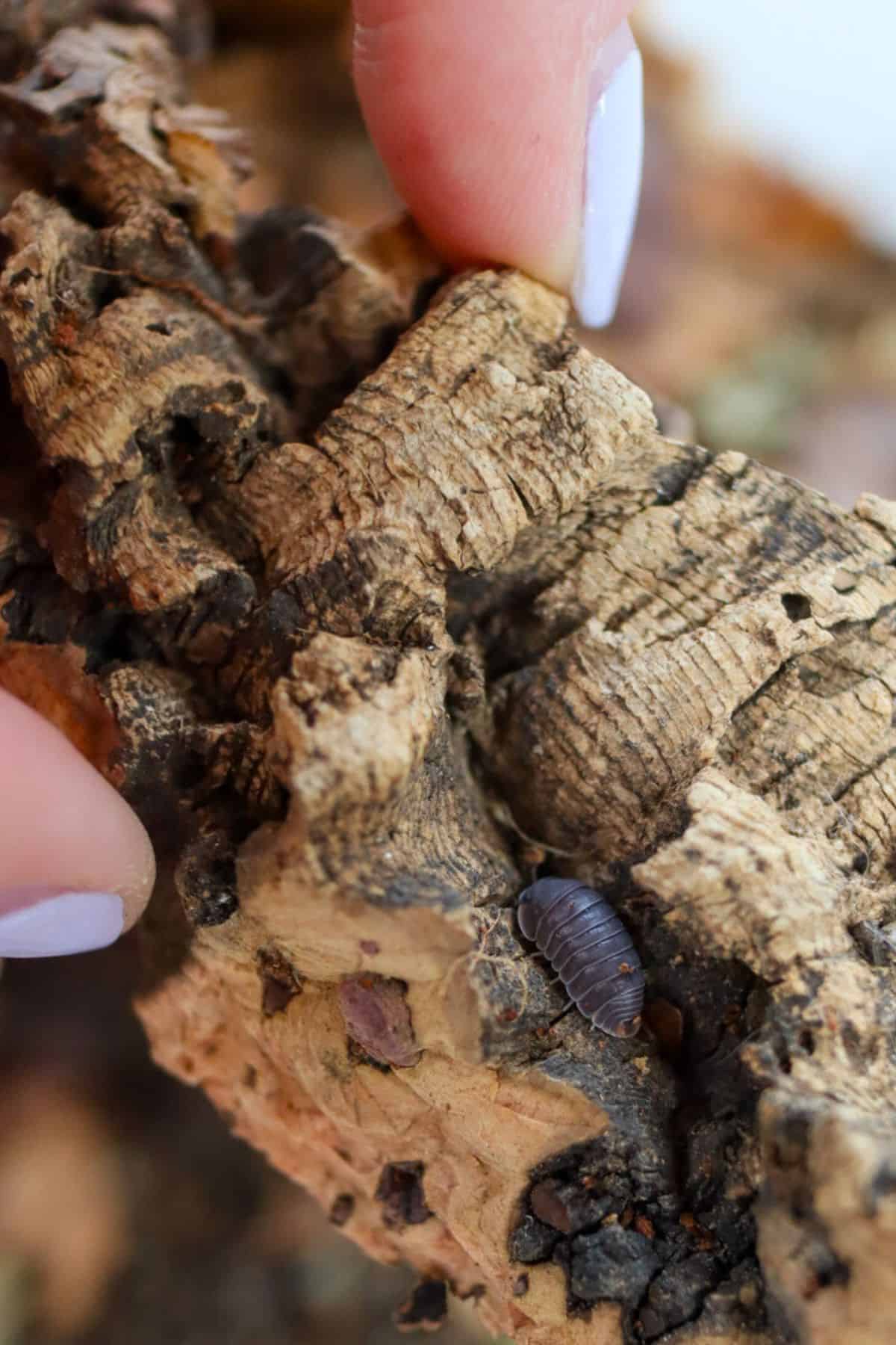 The Complete Cubaris murina (Little Sea Isopod) Care Guide