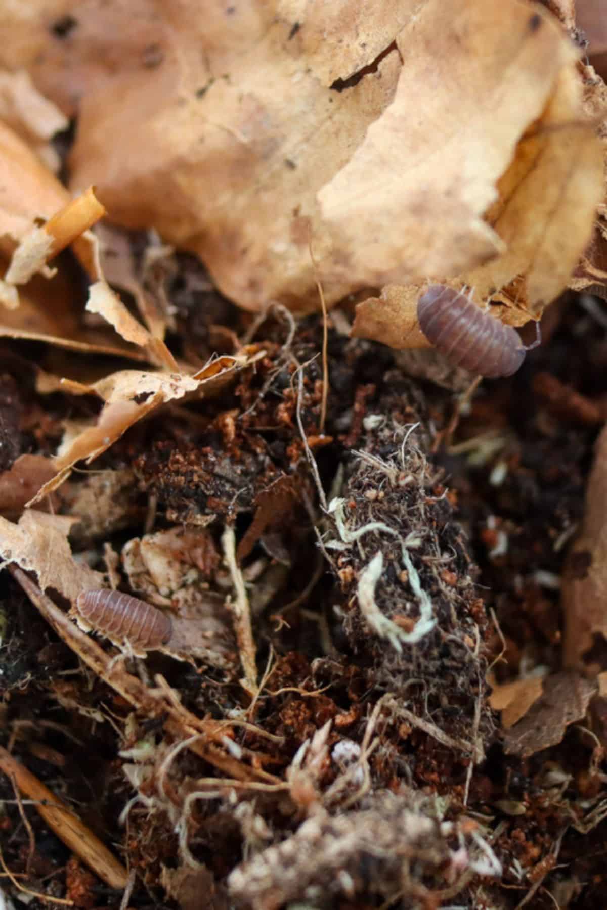 The Complete Cubaris murina (Little Sea Isopod) Care Guide