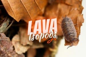 Lava Isopods: The Hottest Bioactive Critters? (Porcellio scaber)