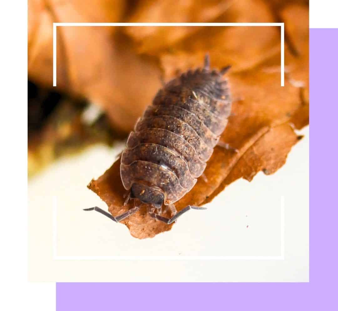Lava Isopods: The Hottest Bioactive Critters? (Porcellio scaber)