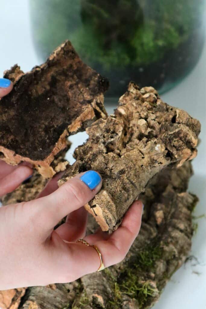 The Complete Cork Bark Guide (Bioactive + Hardscape)