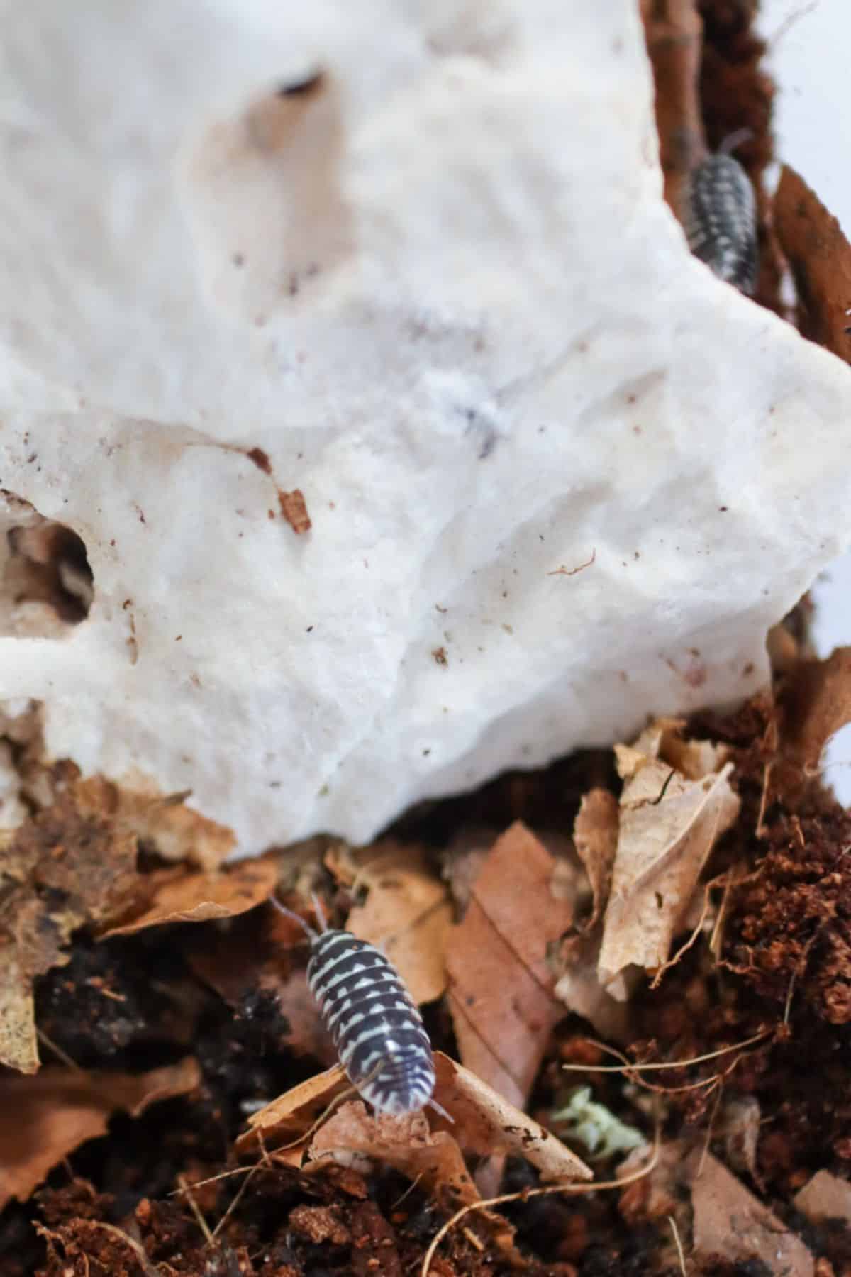 Zebra Isopods (Armadillidium maculatum) Bioactive Care Guide