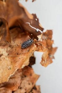Zebra Isopods (Armadillidium maculatum) Bioactive Care Guide