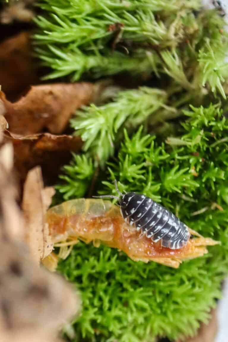 Zebra Isopods (Armadillidium maculatum) Bioactive Care Guide