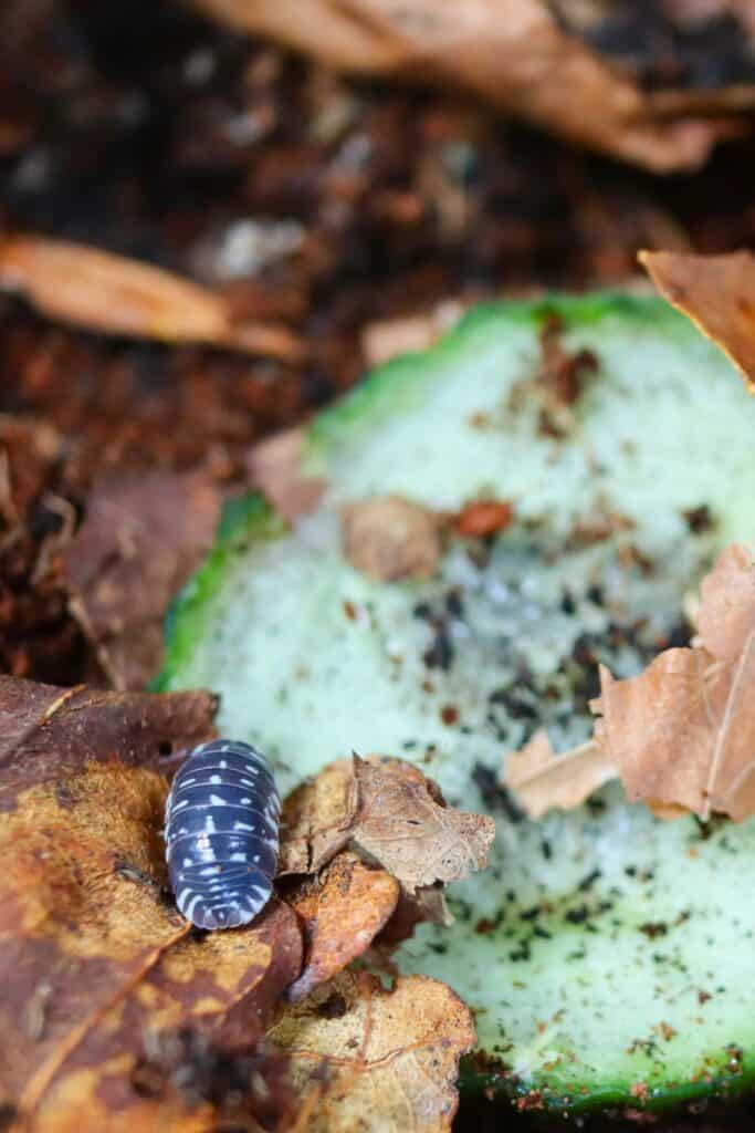 Zebra Isopods (Armadillidium maculatum) Bioactive Care Guide