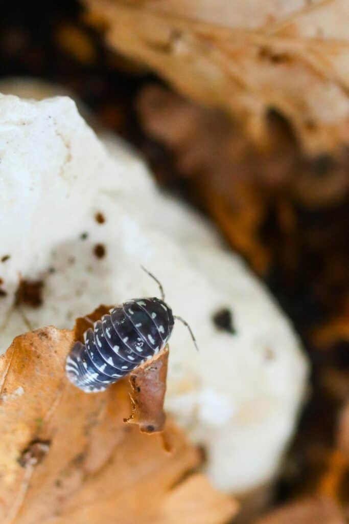 Zebra Isopods (Armadillidium maculatum) Bioactive Care Guide