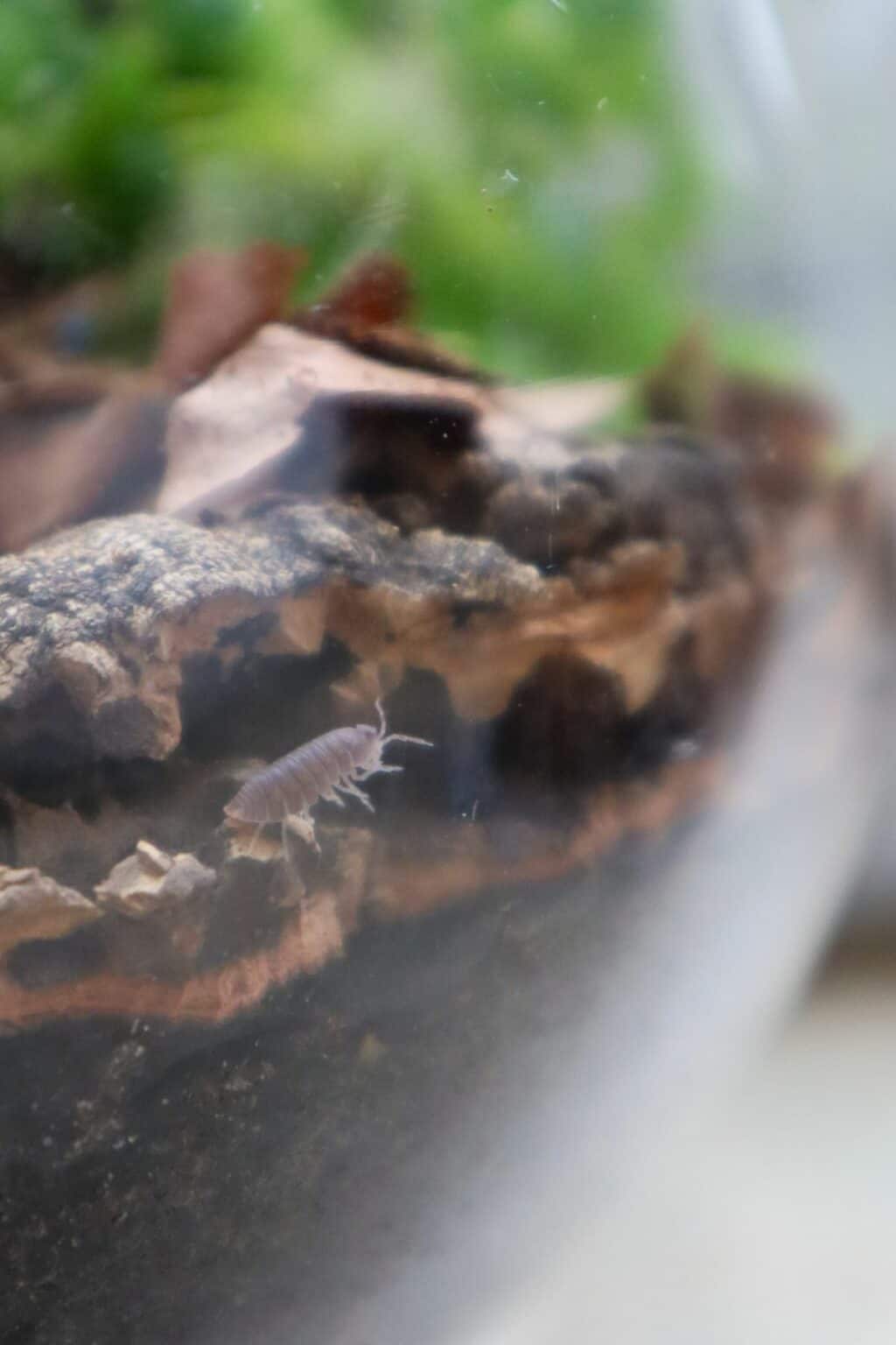 The Complete Cork Bark Guide (Bioactive + Hardscape)