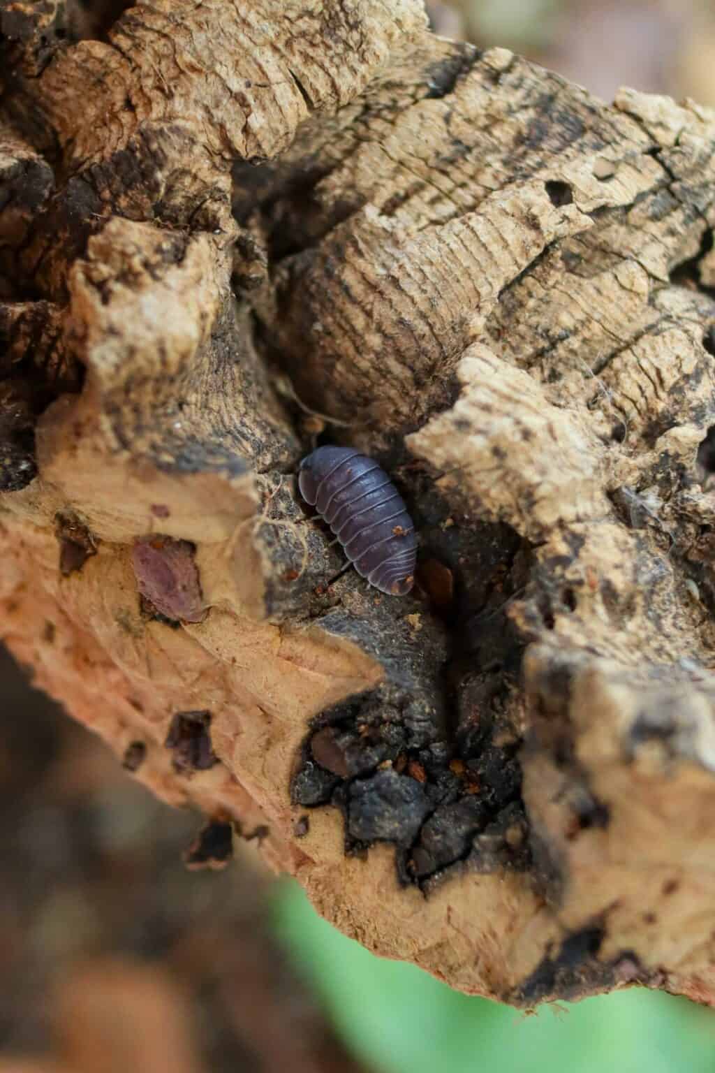 New Cubaris Isopods: 10+ Stunning Species (You Have to See!)