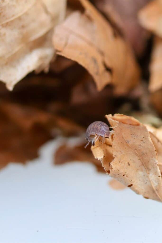 The Complete Cubaris murina (Little Sea Isopod) Care Guide