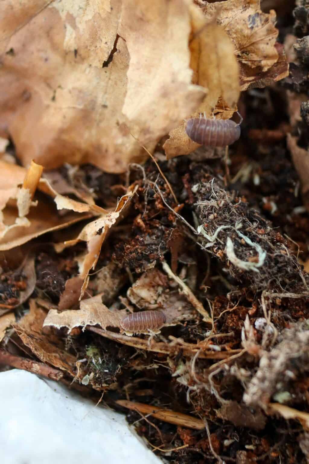 The Complete Cubaris murina (Little Sea Isopod) Care Guide