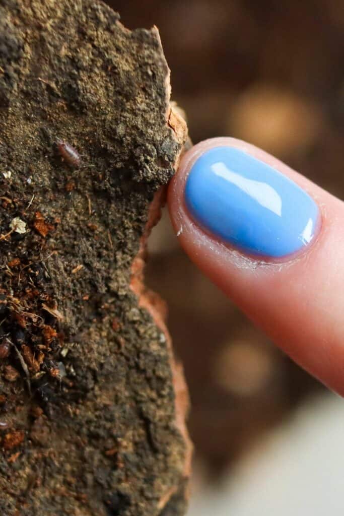 Dwarf Purple Isopods: Bioactive Care Guide (Trichoniscidae)