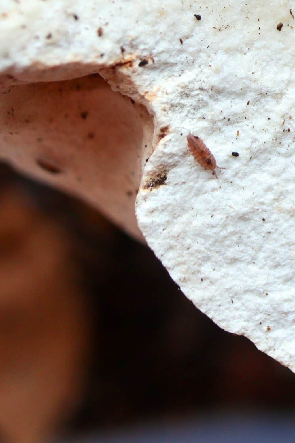 Dwarf Purple Isopods: Bioactive Care Guide (Trichoniscidae)