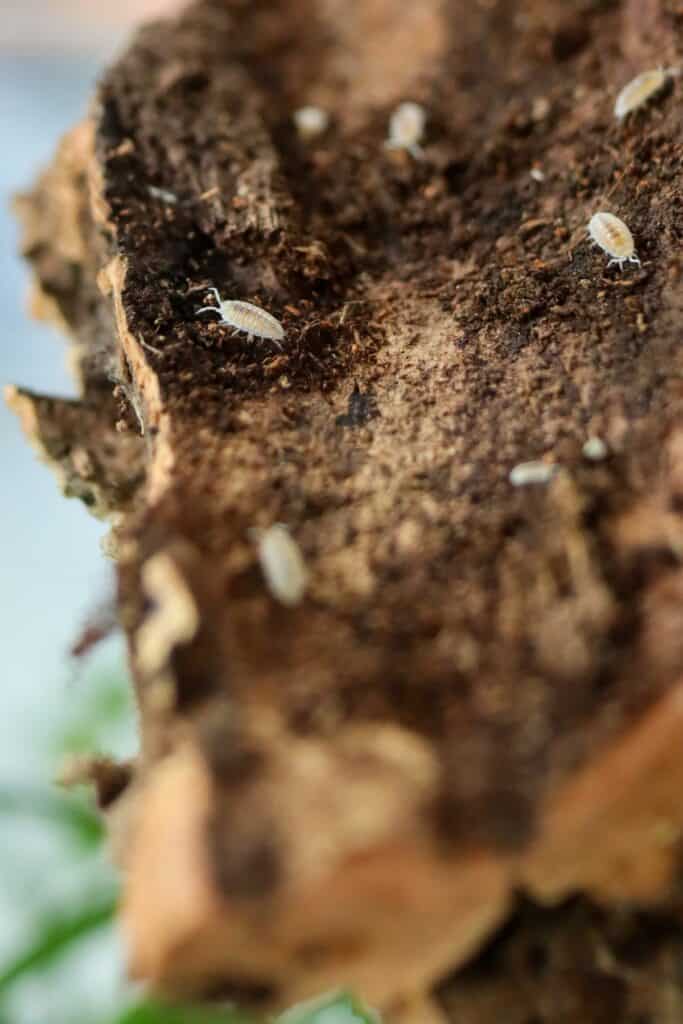 Dwarf White Isopods: Top Care & Uses (Trichorhina tomentosa)