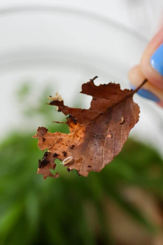 What Do Isopods Eat? (& The Best Isopod Food Options) - Terrarium Tribe