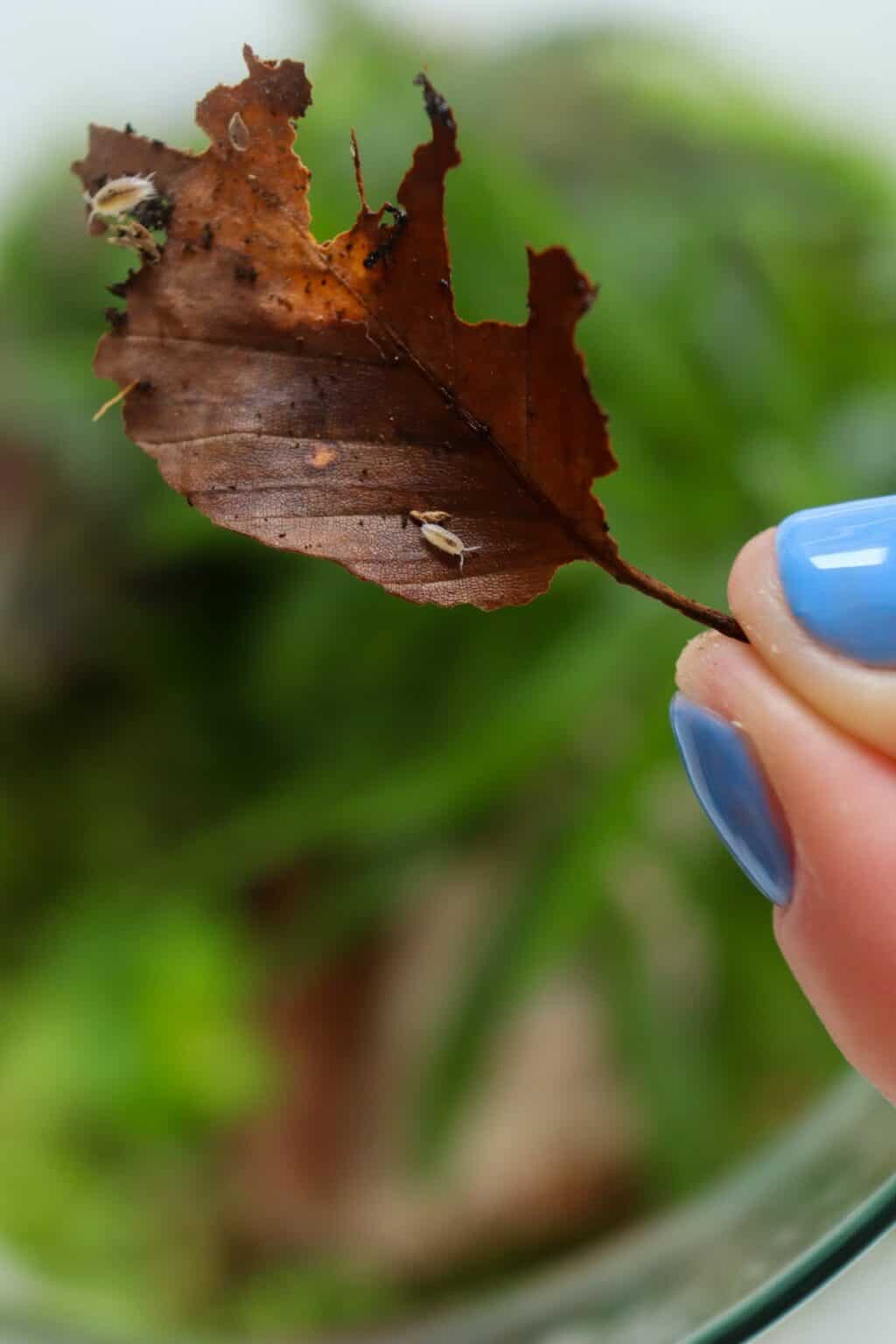 Terrarium Isopods and Springtails (Bioactive Combo 101)
