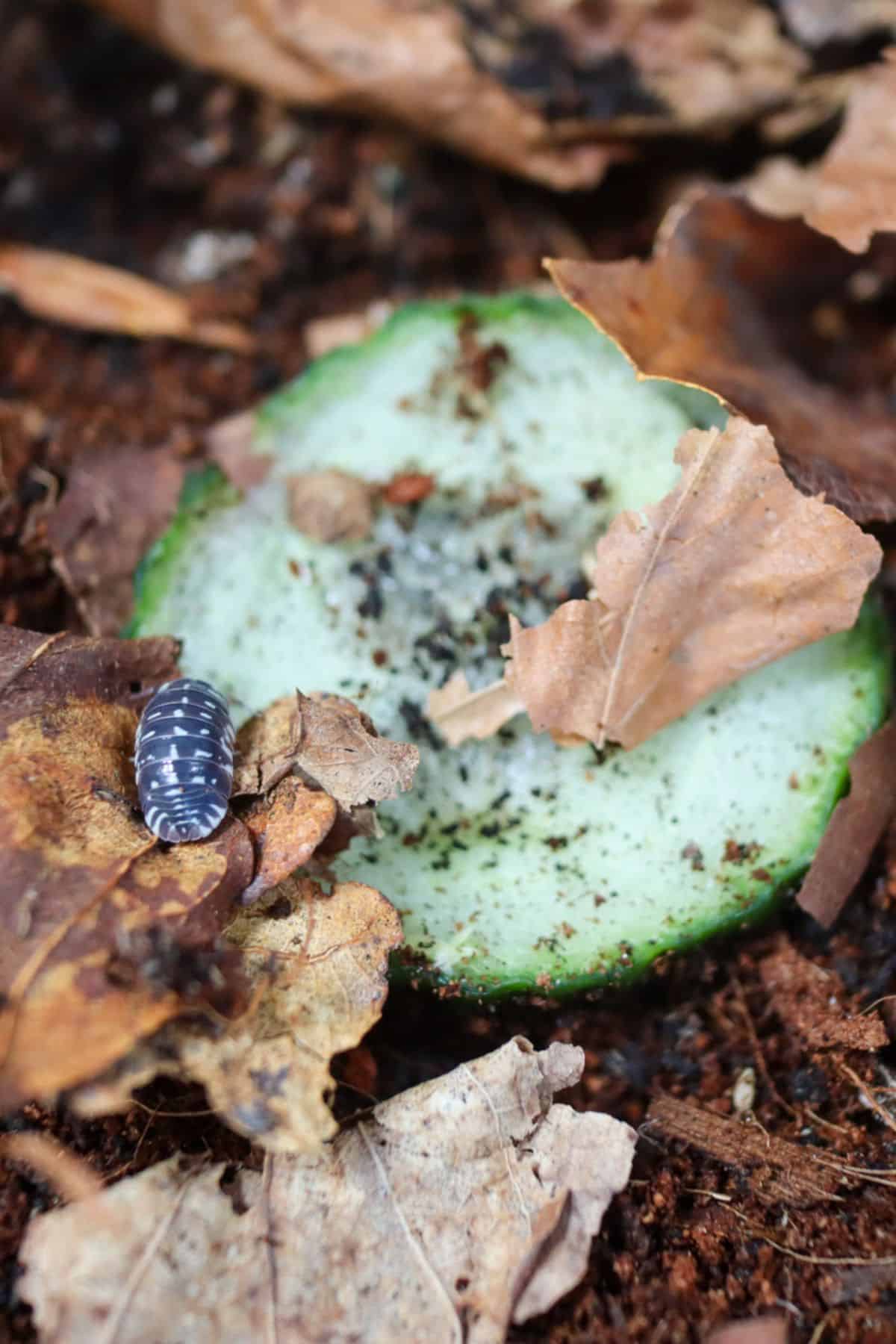 Zebra Isopods (Armadillidium maculatum) Bioactive Care Guide