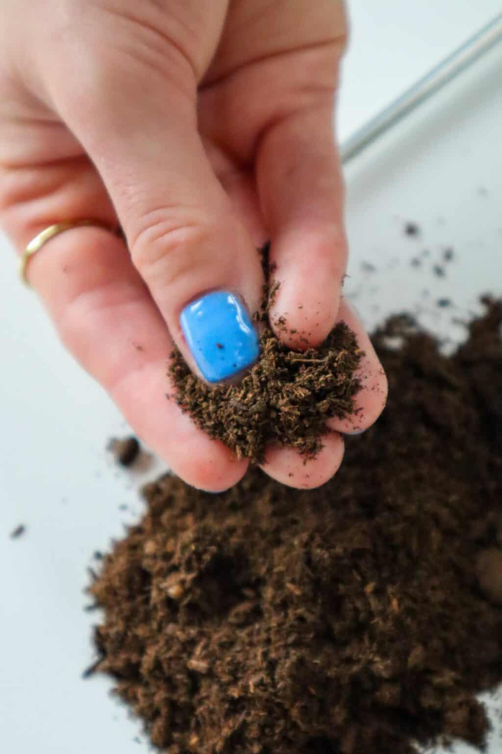 Isopod Substrate Guide: The Best Materials and Mixes to Use