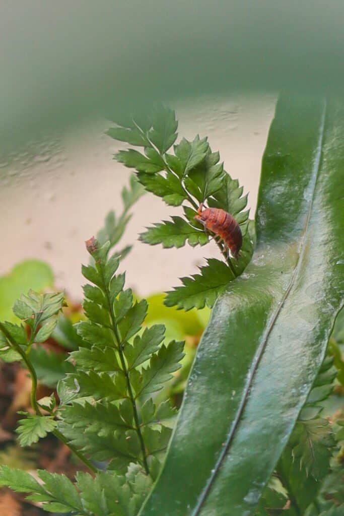 Lava Isopods: The Hottest Bioactive Critters? (Porcellio scaber)