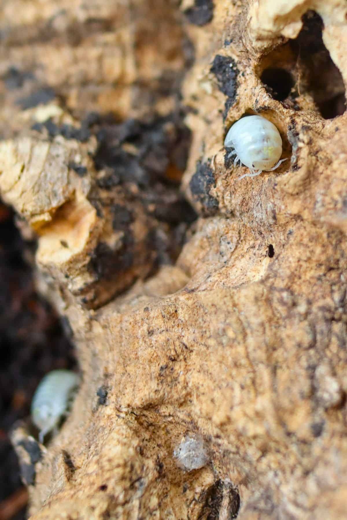 The Magic Potion Isopod: Care Secrets All Spell-ed Out